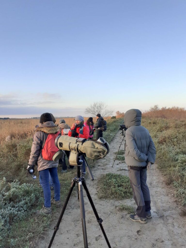 Les grues cendrées, et autres animaux, en Camargue – Groupe local Héron ...