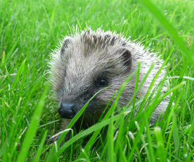 « Le Hérisson en ville » conférence du samedi 18 ocotbre 2014 – Groupe ...