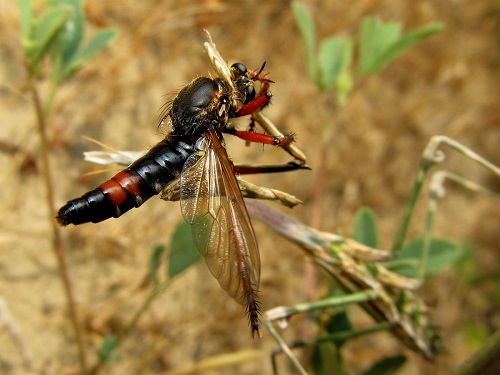 Les interactions écosystémiques - LPO Provence-Alpes-Côte d'Azur - Agir ...