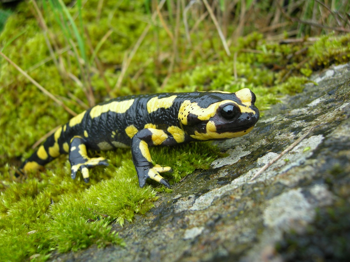 L'Atlas de la Biodiversité Communale de Vence : la Salamandre tachetée ...
